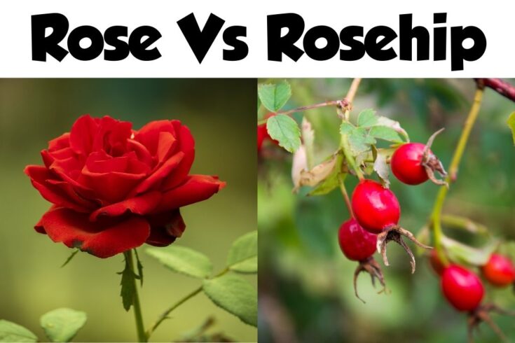 How to Make Rose Petal Oil with an Incredible Natural Scent!