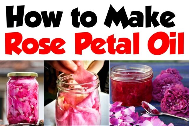 How to Make Rose Petal Oil with an Incredible Natural Scent!